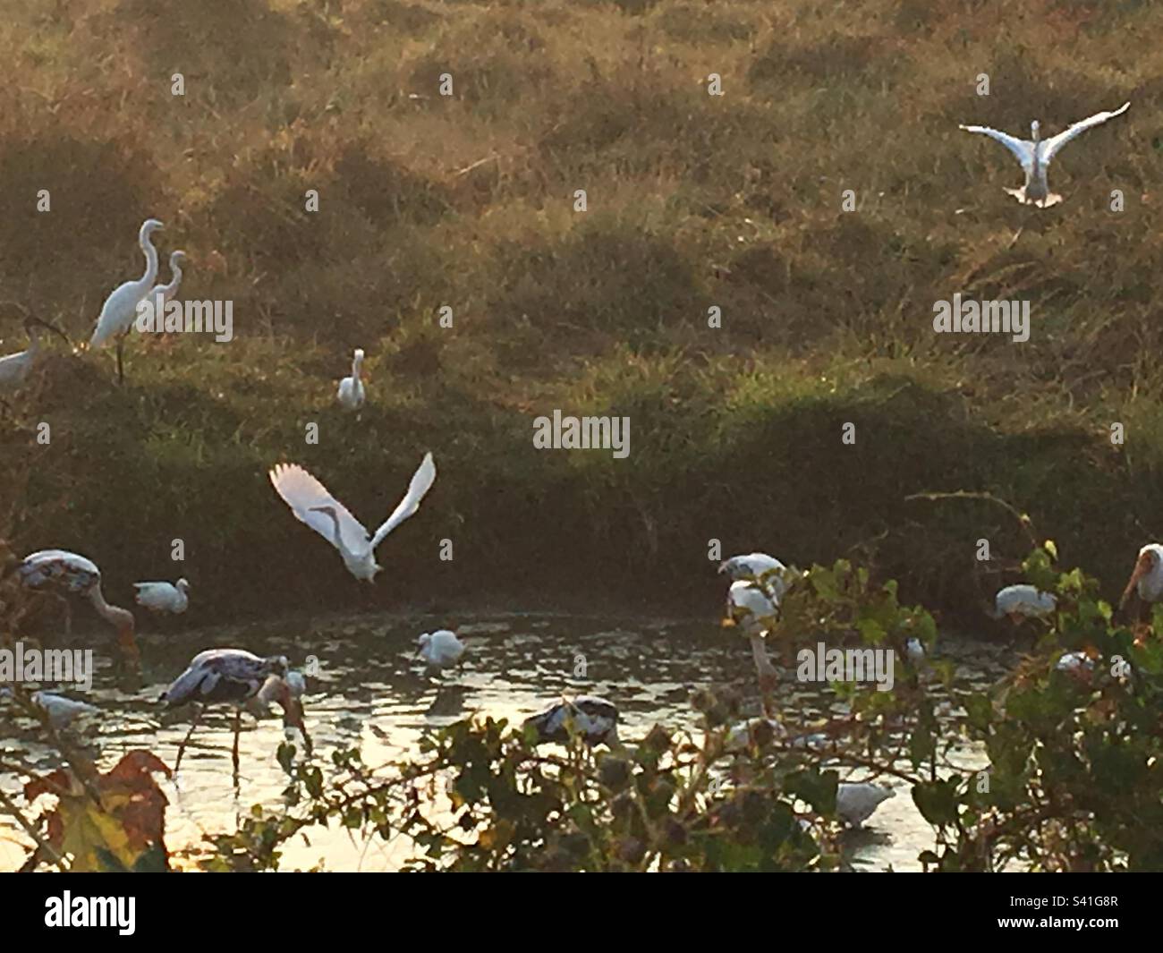 Hacking birds hi-res stock photography and images - Alamy
