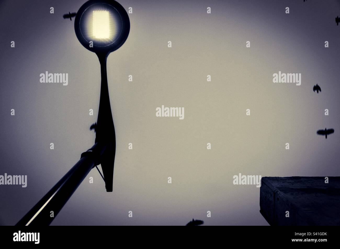 A LED streetlight with a murder of crows passing overhead Stock Photo ...