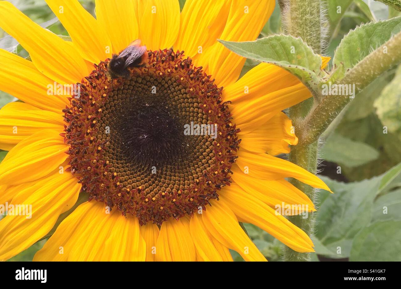 Bee exploring a sunflower Stock Photo - Alamy