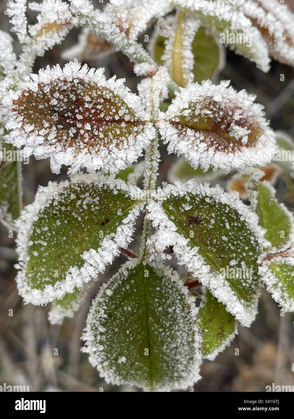 Leaves in winter Stock Photo - Alamy