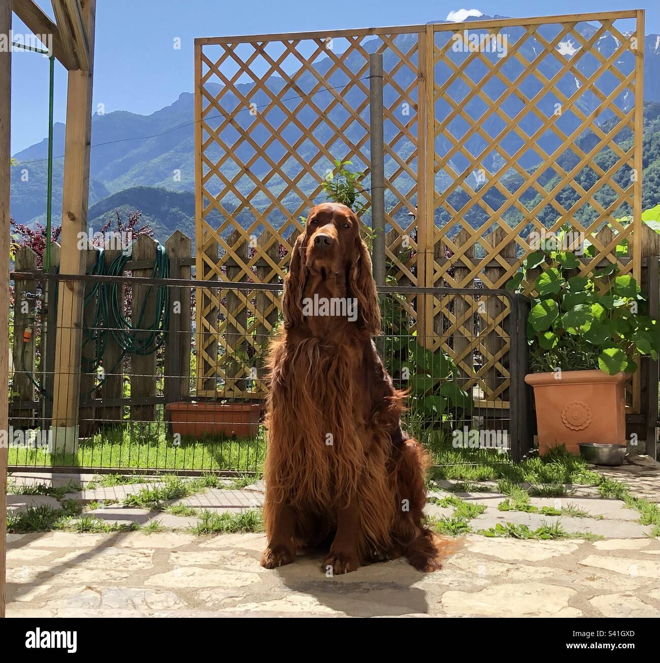 Italian setter hi-res stock photography and images - Alamy