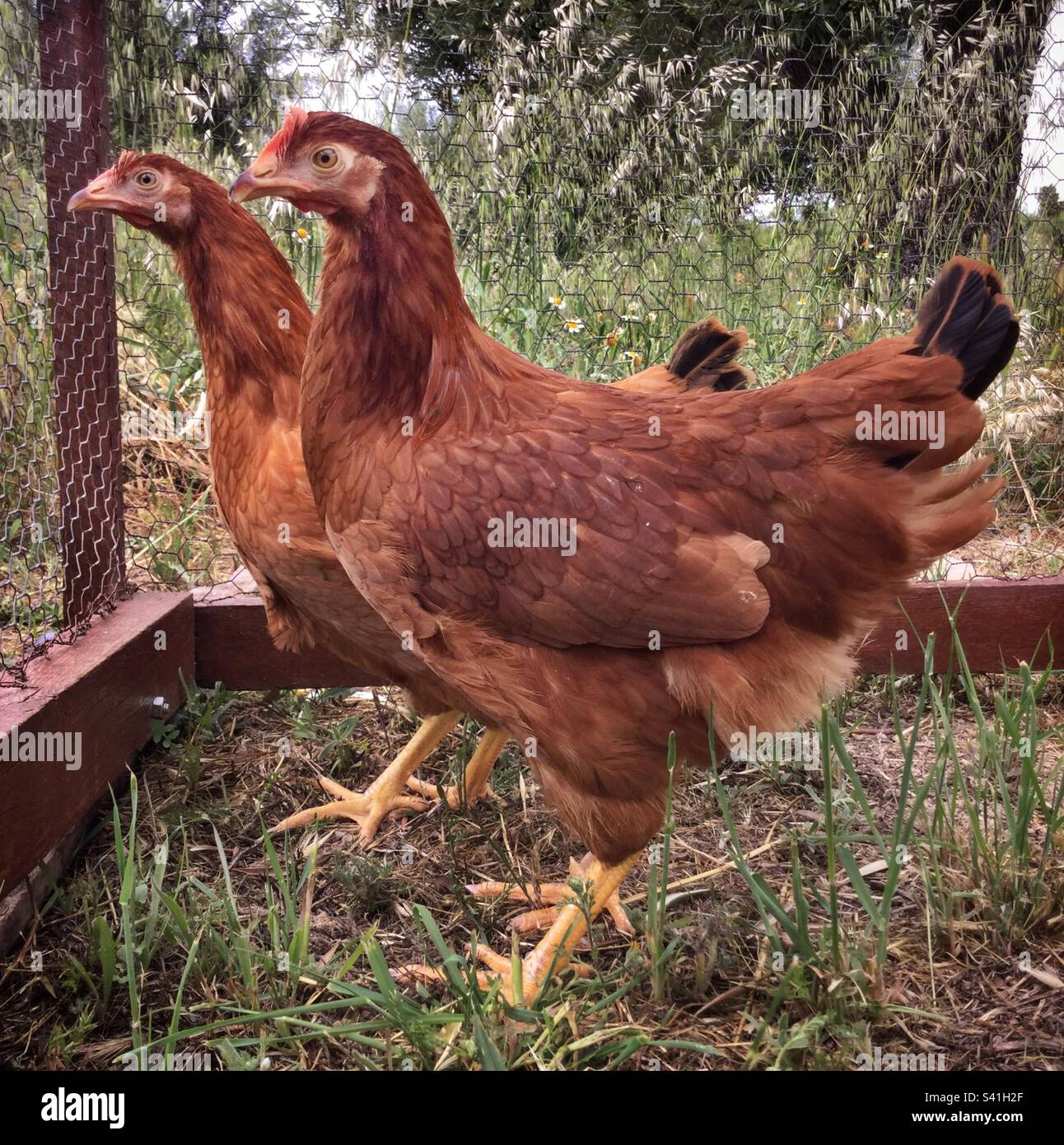 A pair of chickens, Catalunya, Spain Stock Photo - Alamy