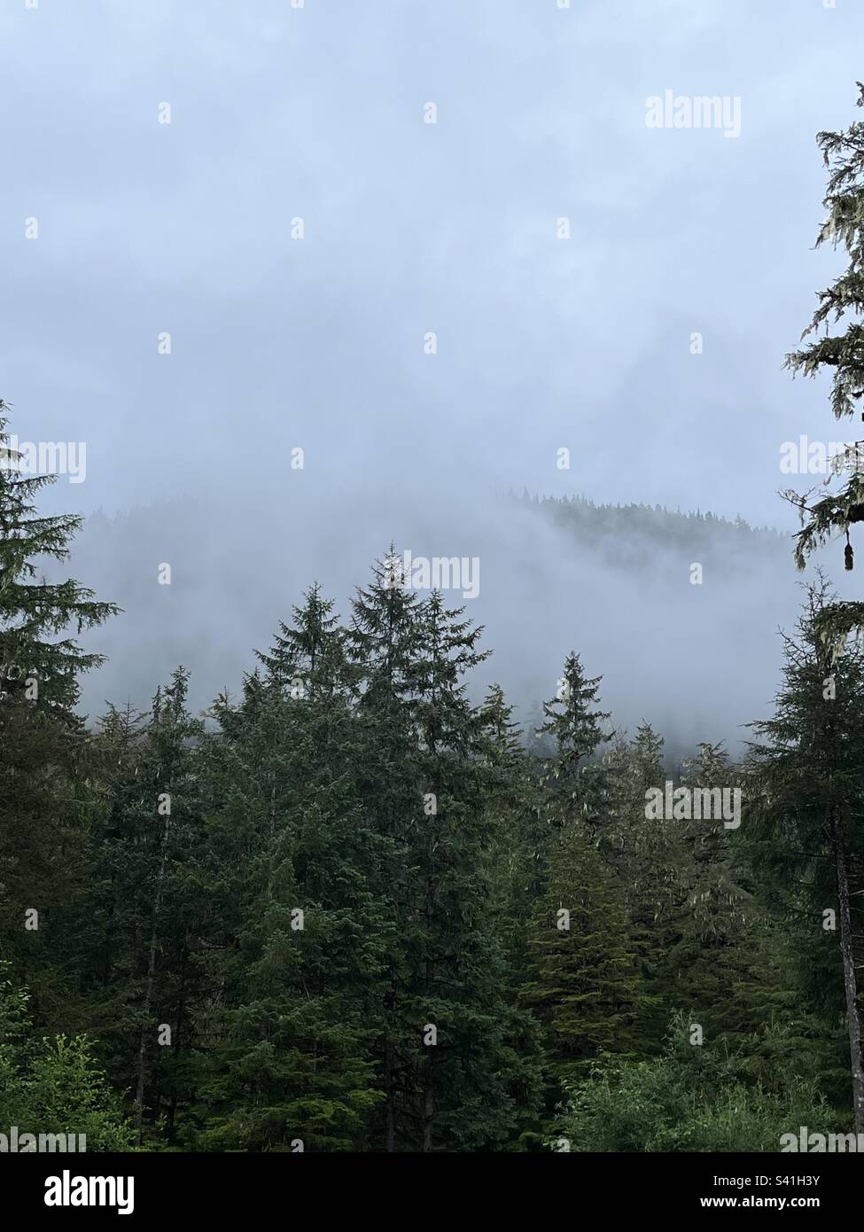 Alaska rainforest high elevation Stock Photo - Alamy