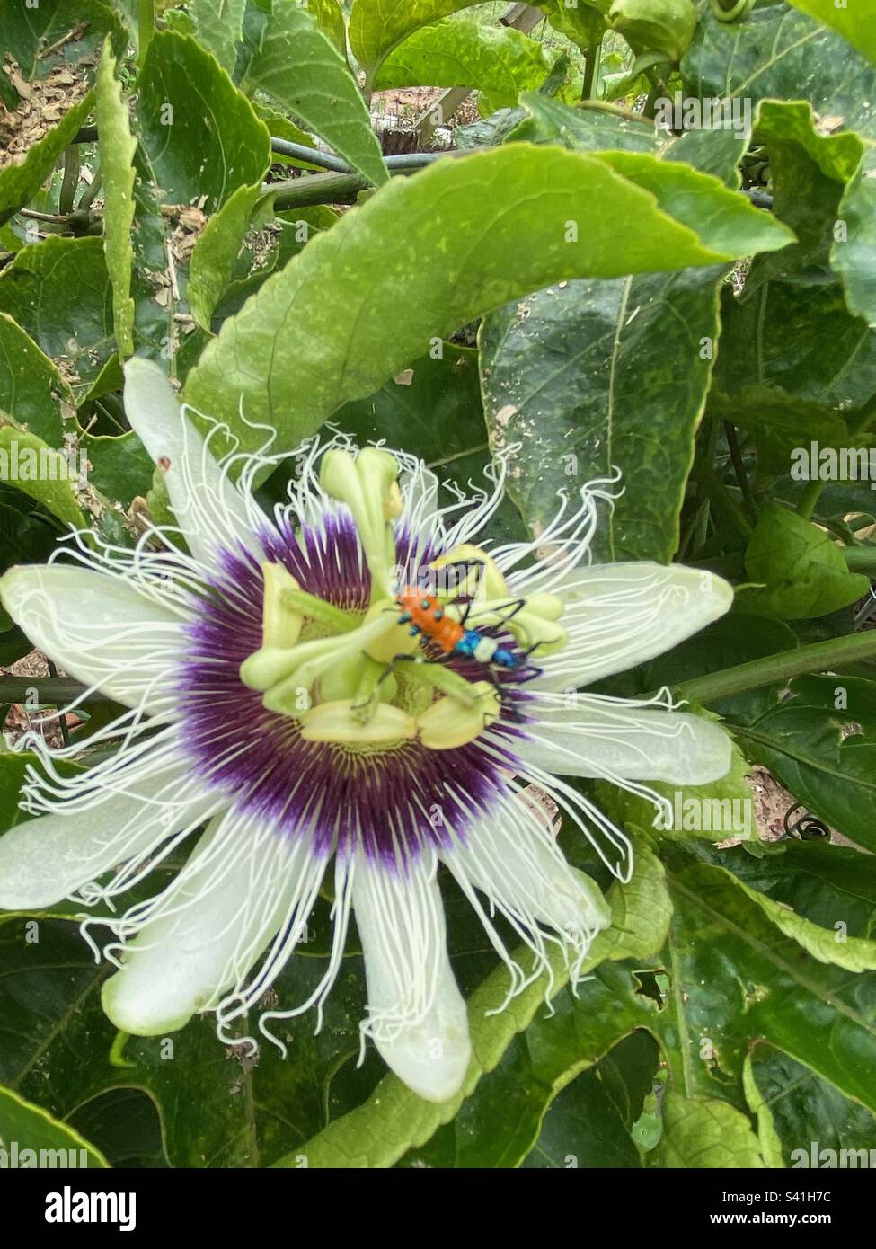 Flower and bug Stock Photo - Alamy