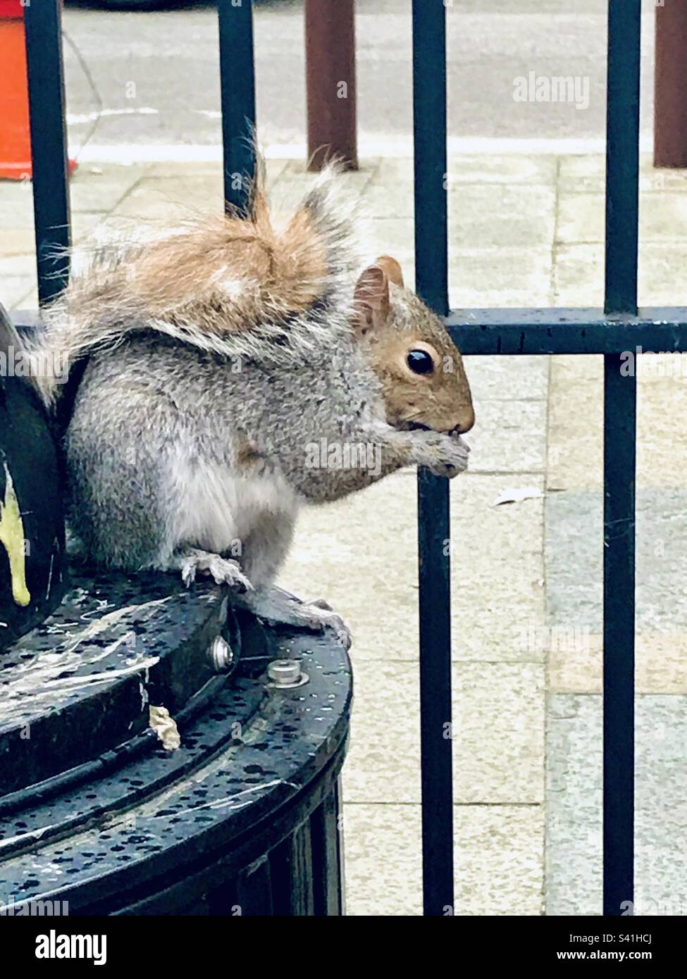Squirrel eating garbage hi-res stock photography and images - Alamy