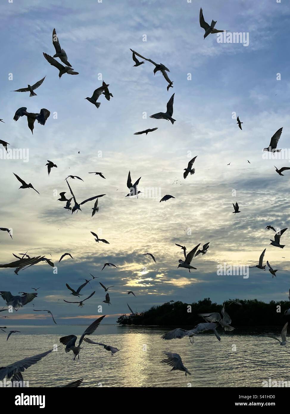 Malaysia birds hi-res stock photography and images - Alamy