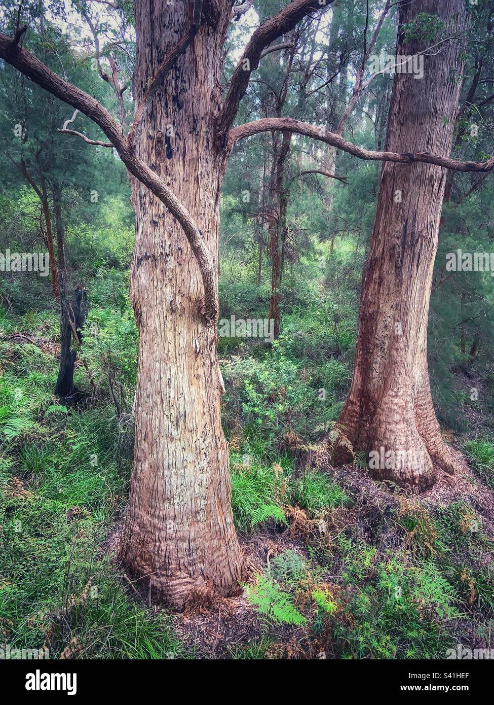 Giant Tingle Trees, WA Stock Photo - Alamy