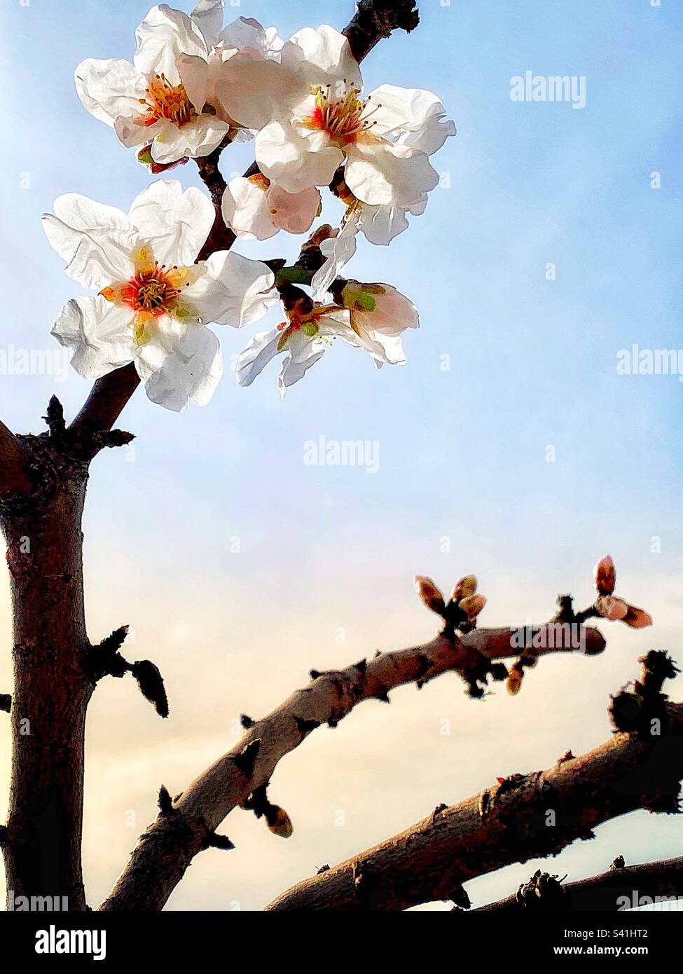 Cherry flowers with the plain and delightful background in colour Stock ...