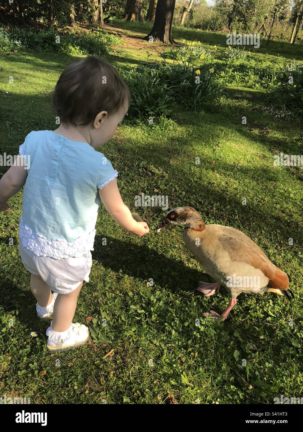 Goose feeding hi-res stock photography and images - Alamy