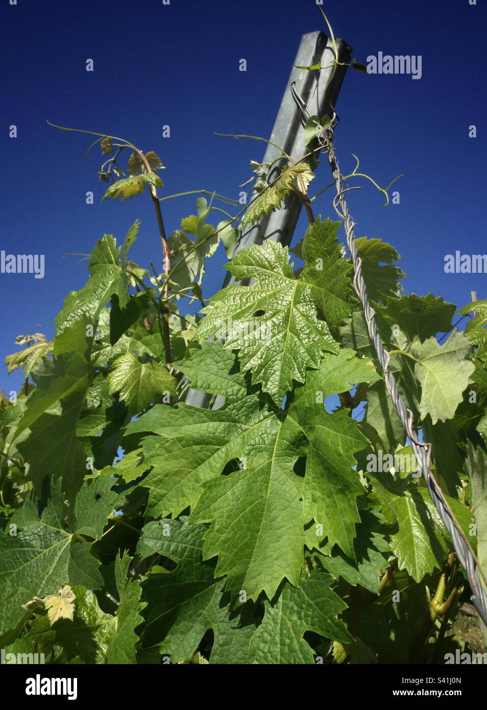 Tempranillo hi-res stock photography and images - Alamy