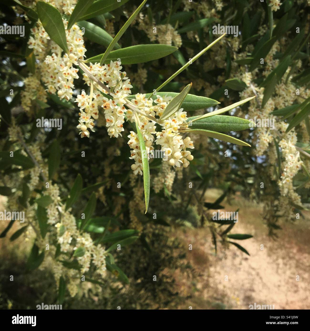 Arbequina olive tree hi-res stock photography and images - Alamy