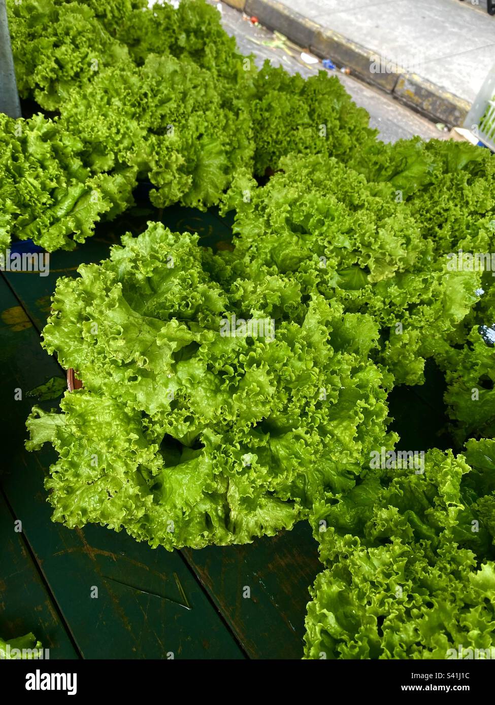 Lettuce at the vegetable fair in São Paulo, Brazil Stock Photo - Alamy