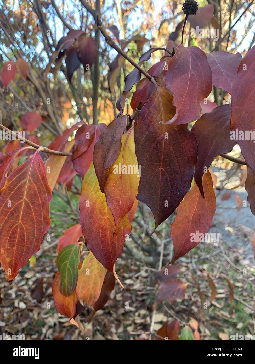 Feathers leaves hi-res stock photography and images - Alamy