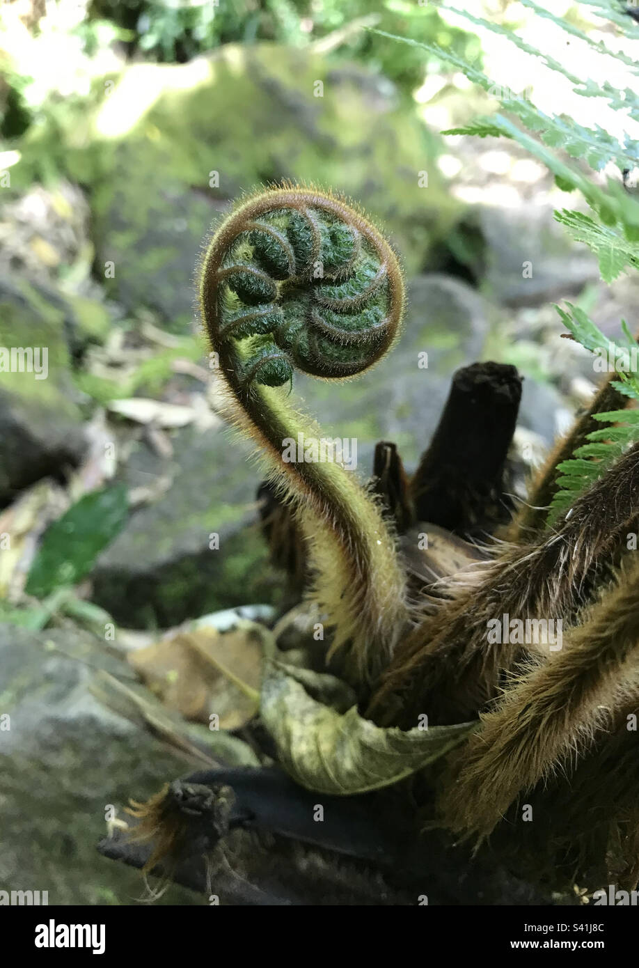 Growth new hi-res stock photography and images - Alamy