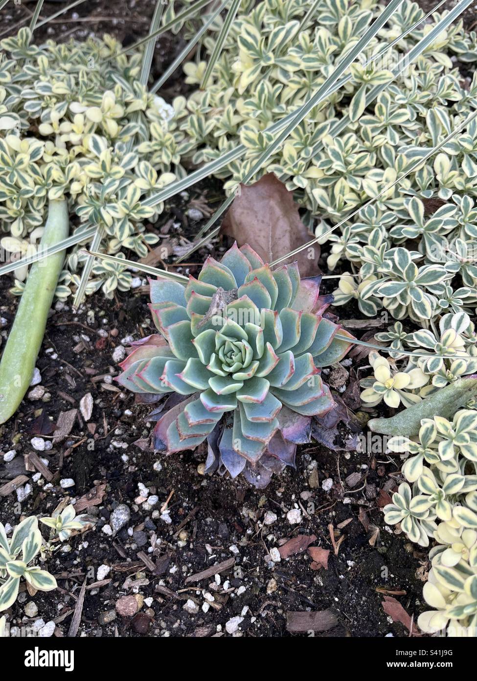 Purple succulent hi-res stock photography and images - Alamy