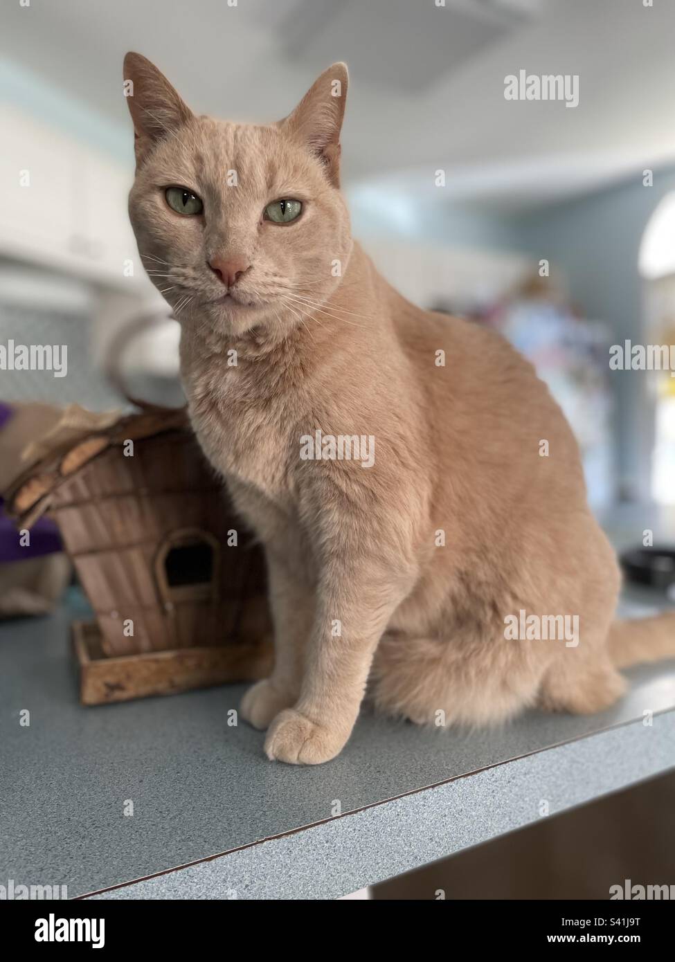 Cat guarding hi-res stock photography and images - Alamy