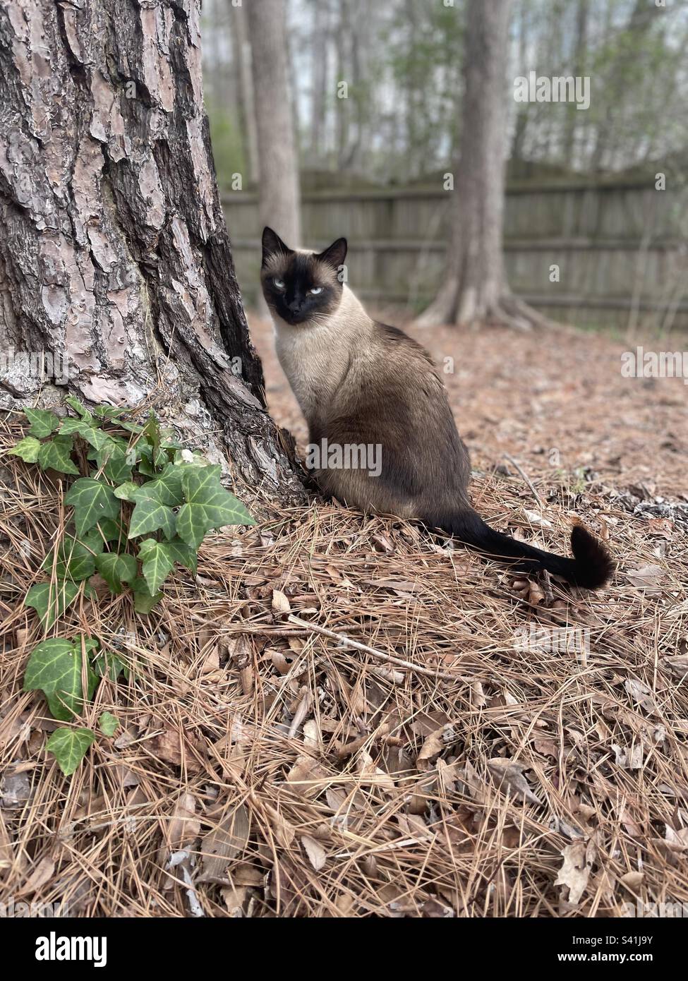 Cat and tree Stock Photo - Alamy