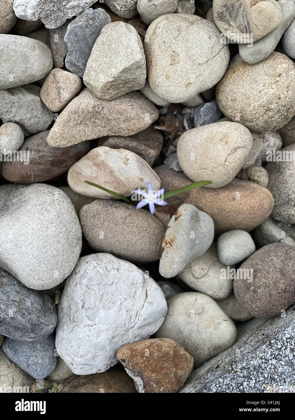 Resilience flower hi-res stock photography and images - Alamy