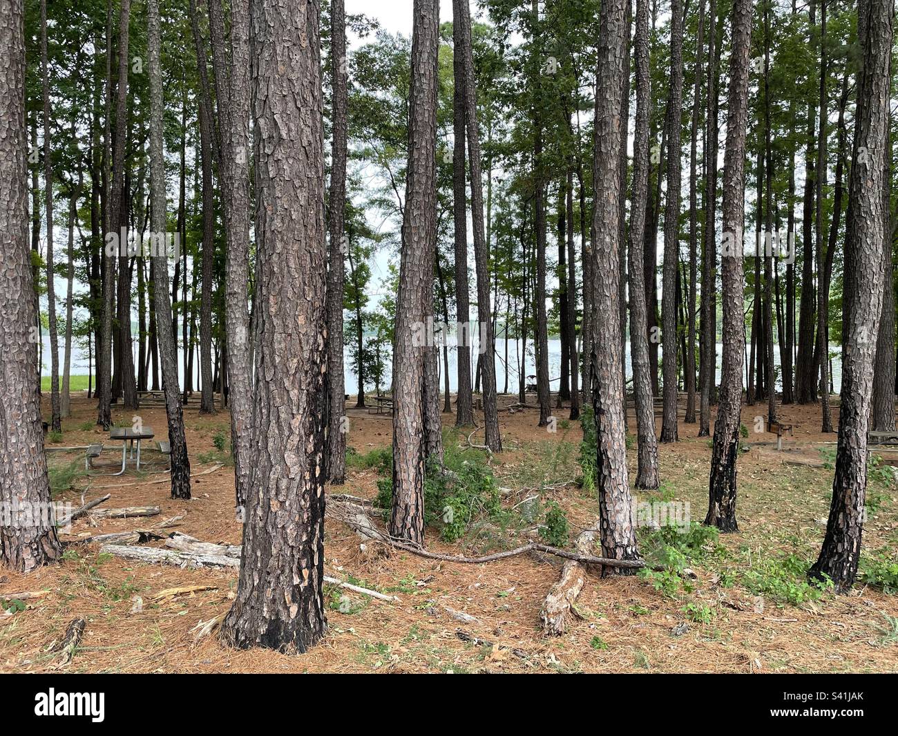 Tall trees by water hi-res stock photography and images - Alamy