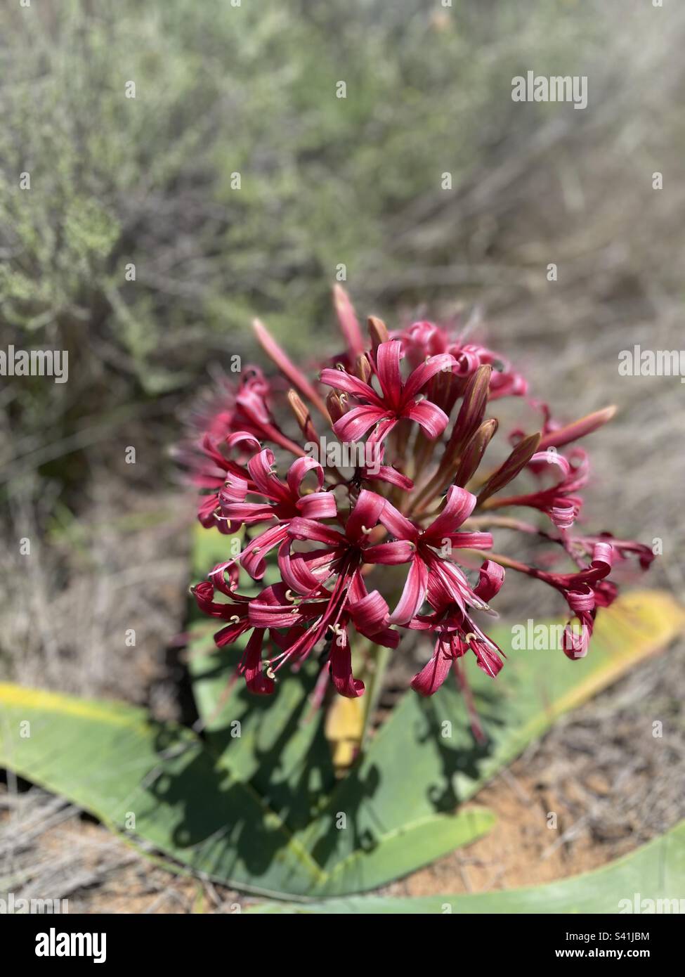 South africa in bloom hi-res stock photography and images - Alamy