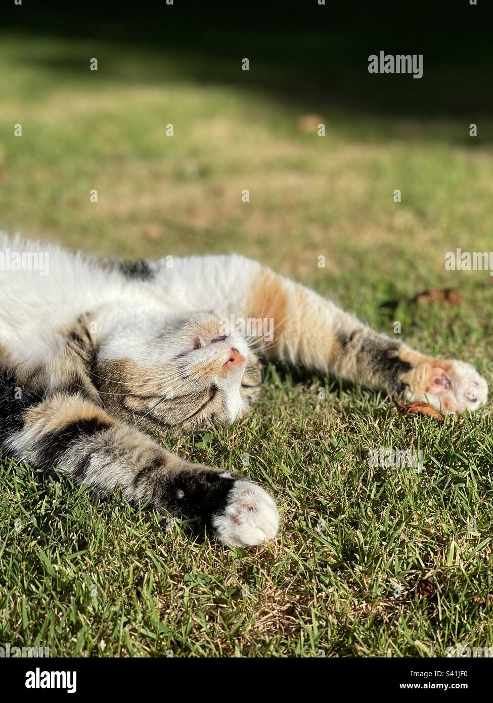 Summer sunbathing and hi-res stock photography and images - Alamy