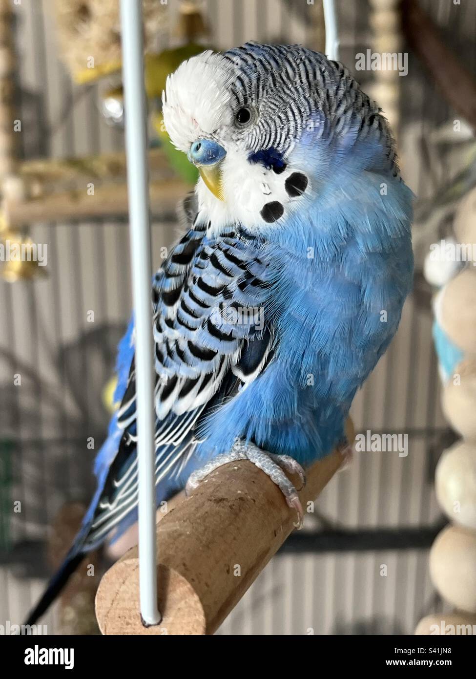 Budgie bird hi-res stock photography and images - Alamy