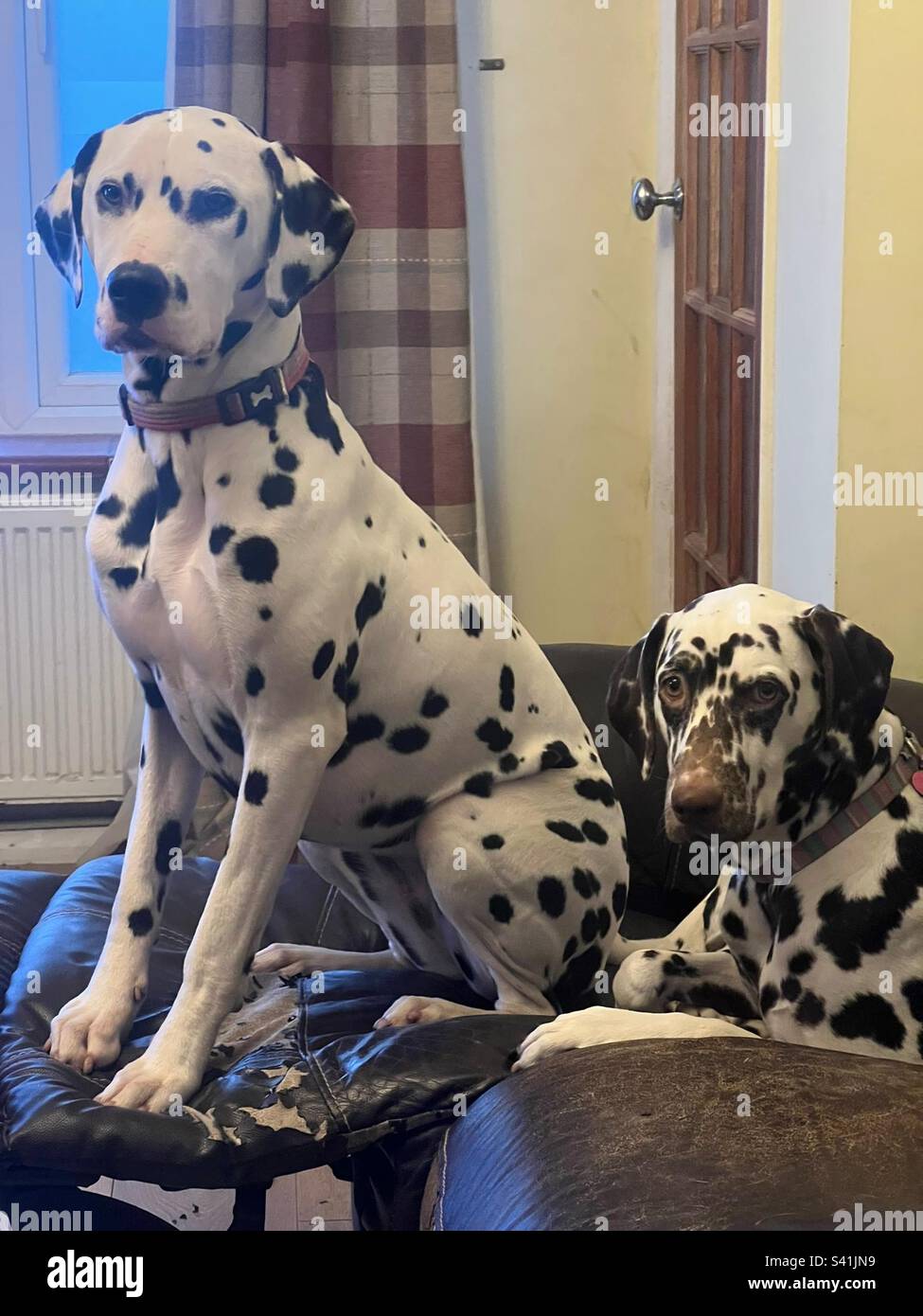 Two dalmatians hi-res stock photography and images - Alamy