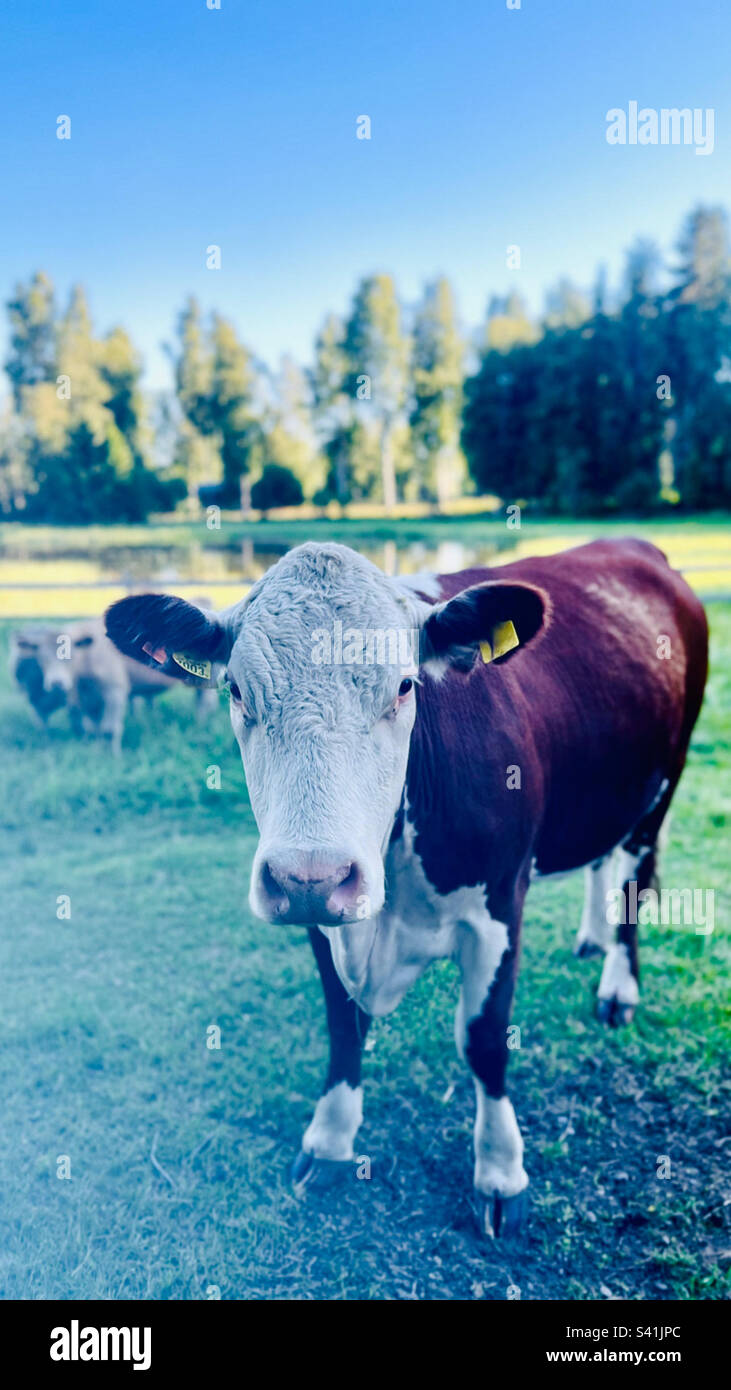 Swedish cow hi-res stock photography and images - Alamy