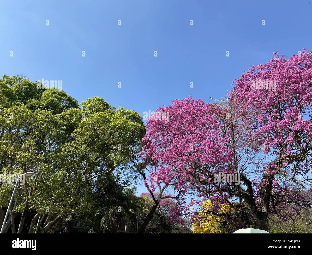 Colorful trees with blue sky in Ibirapuera Park, São Paulo, Brazil ...