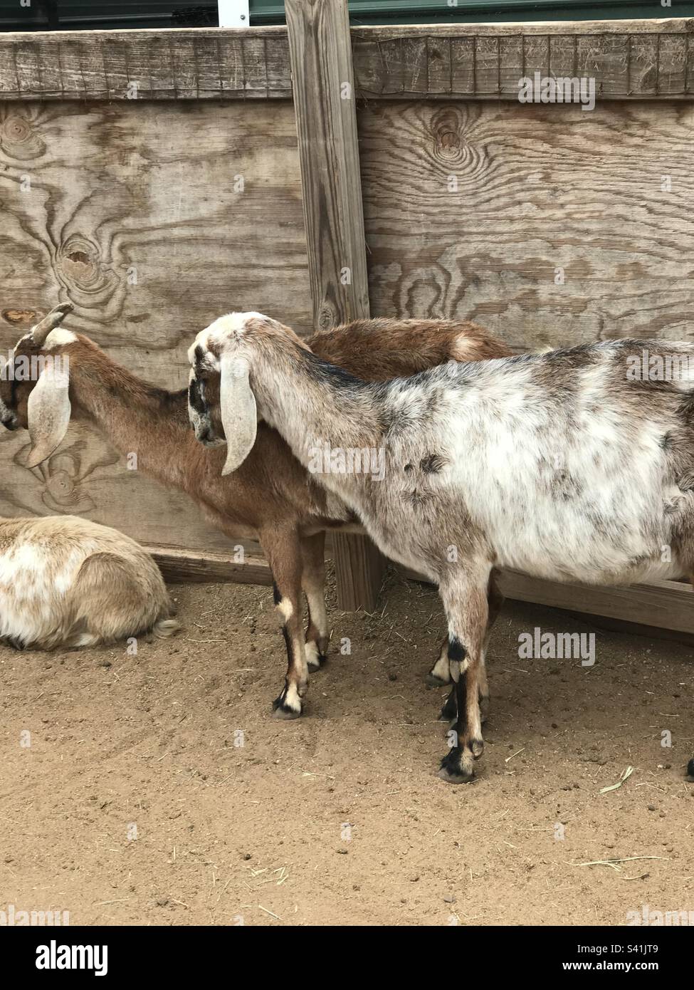 Petting goats hi-res stock photography and images - Alamy