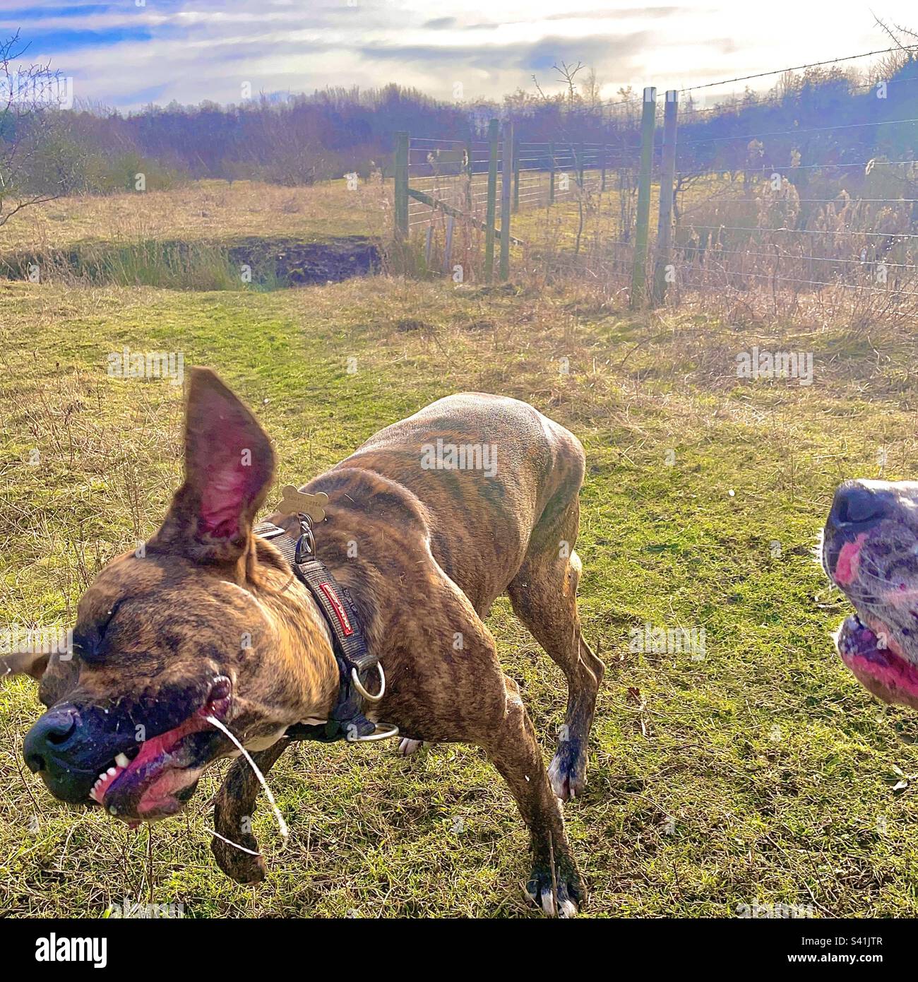 Dog action hi-res stock photography and images - Alamy