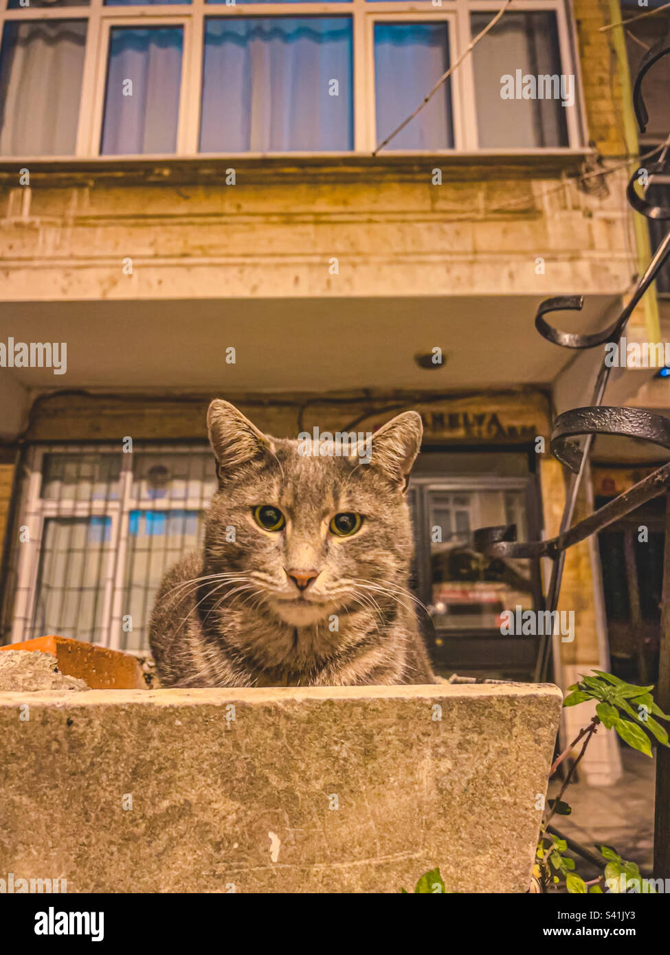 Cats of istanbul hi-res stock photography and images - Alamy