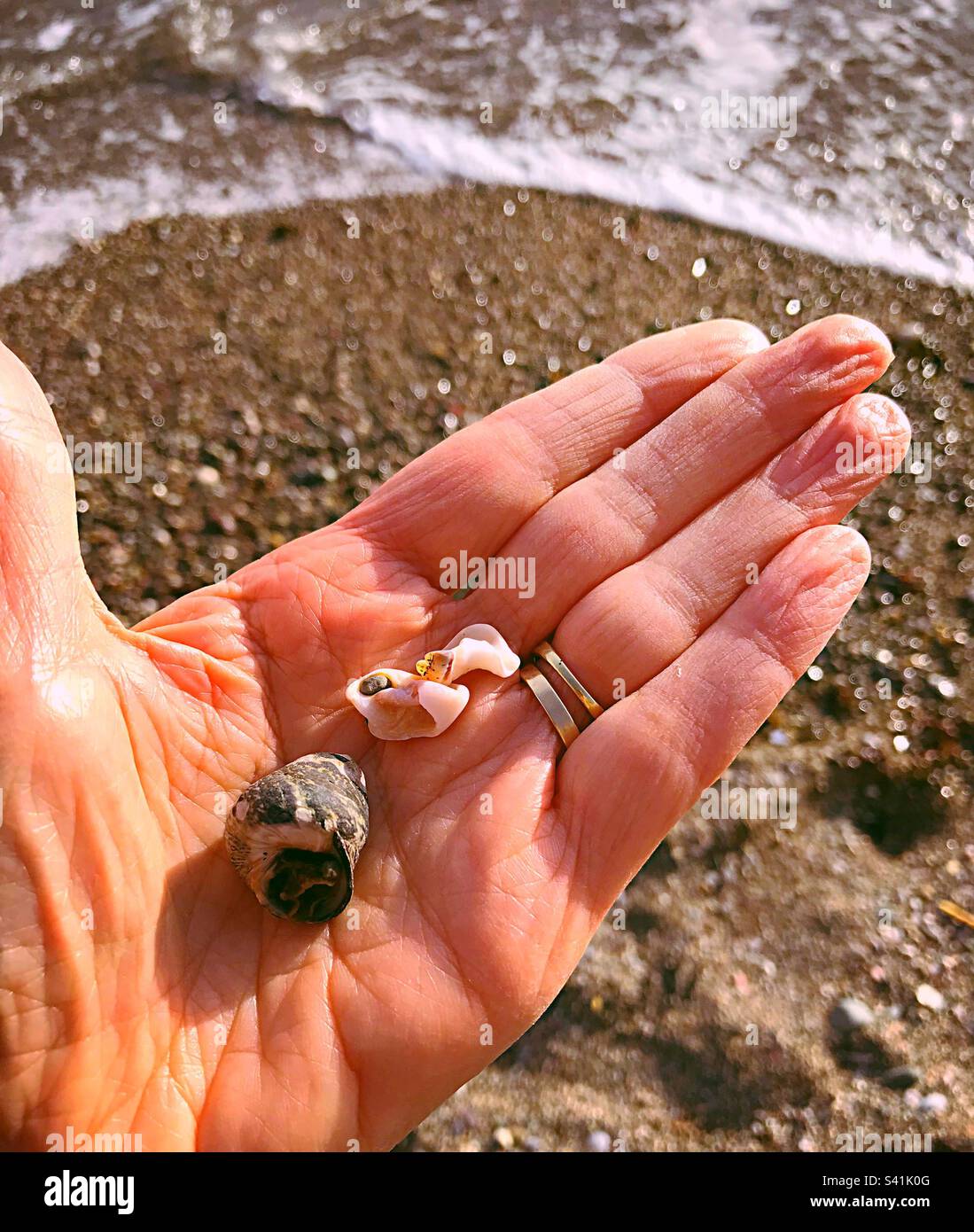 Shell collecting on beach with waves lapping onto the coast Stock Photo ...