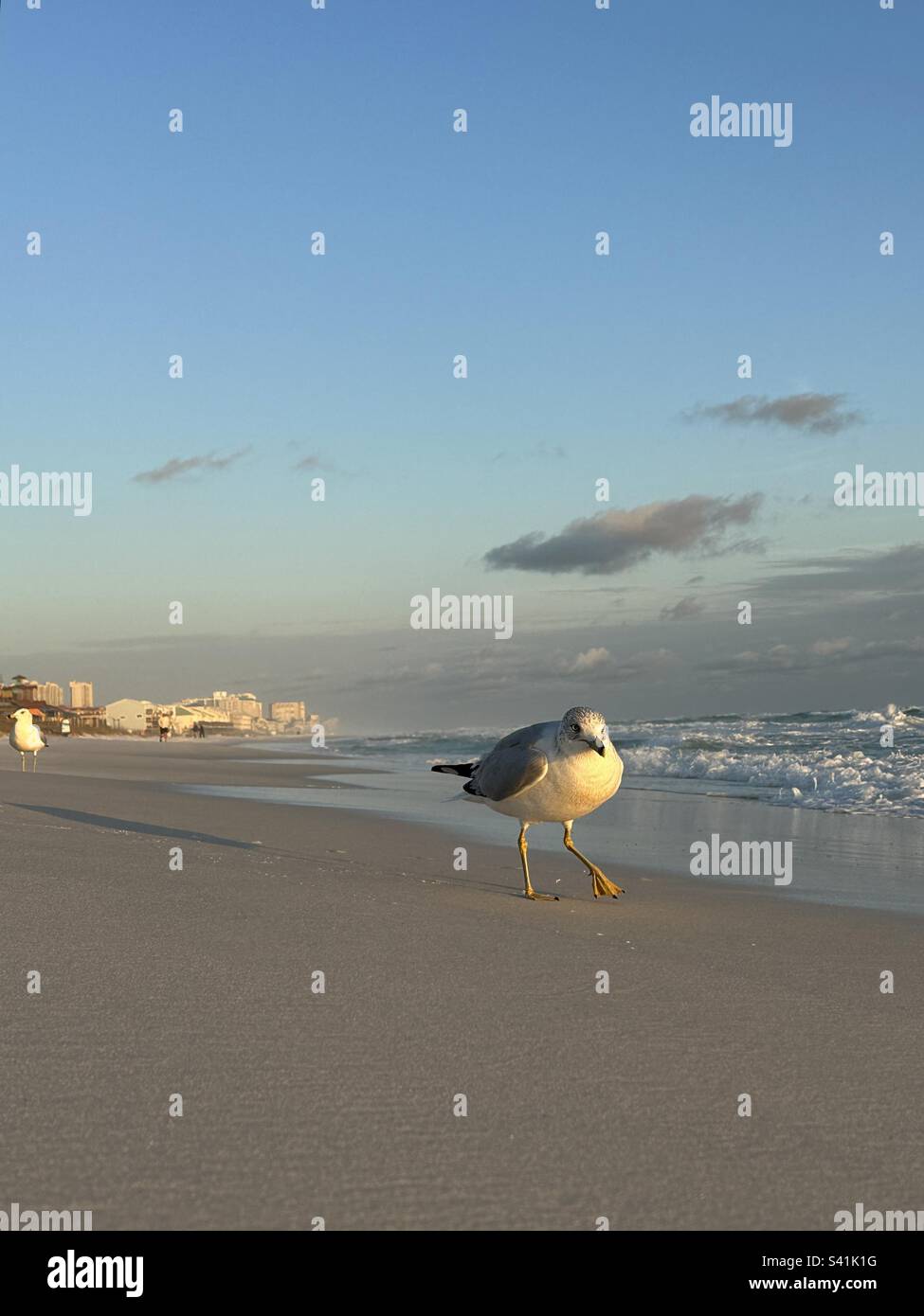 Seagull walking on the beach at sunset Stock Photo - Alamy