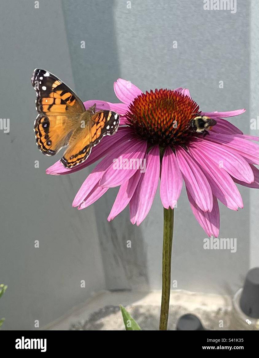 Butterfly and bee hi-res stock photography and images - Alamy