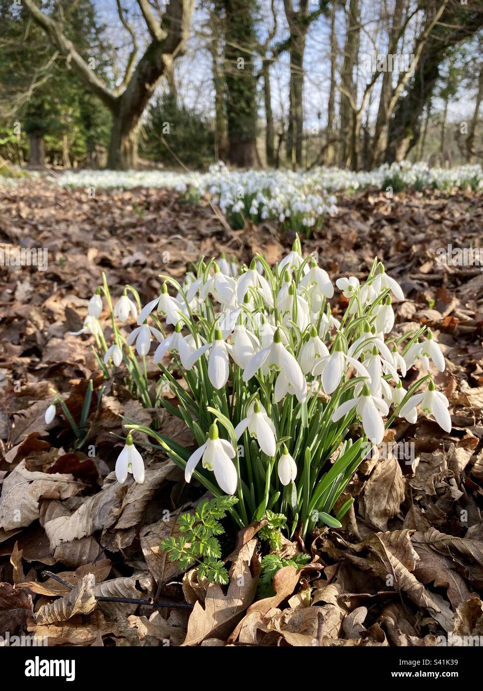 Snowdrops in a woodland, Suffolk, England Stock Photo - Alamy