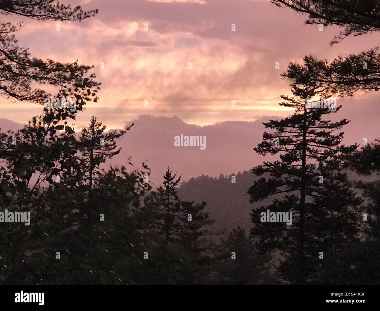 Purple majesty hi-res stock photography and images - Alamy