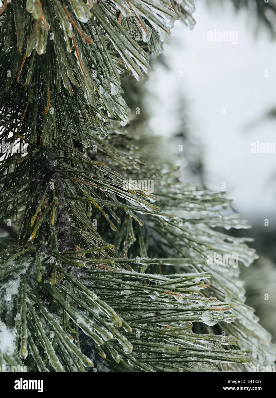 Tree ice storm hi-res stock photography and images - Alamy