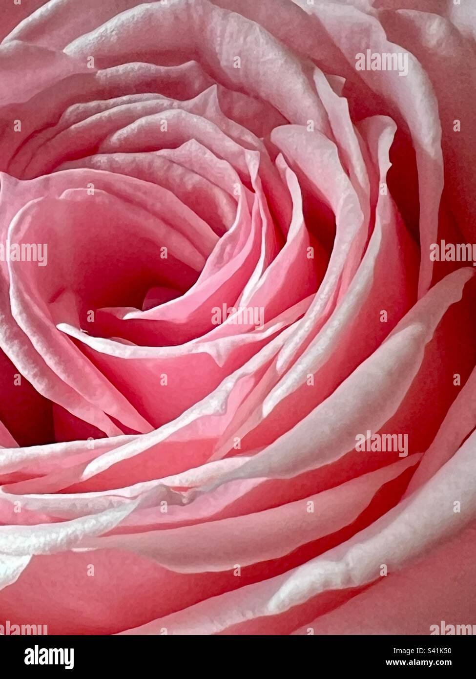 Pink rose close up, vertical view Stock Photo - Alamy