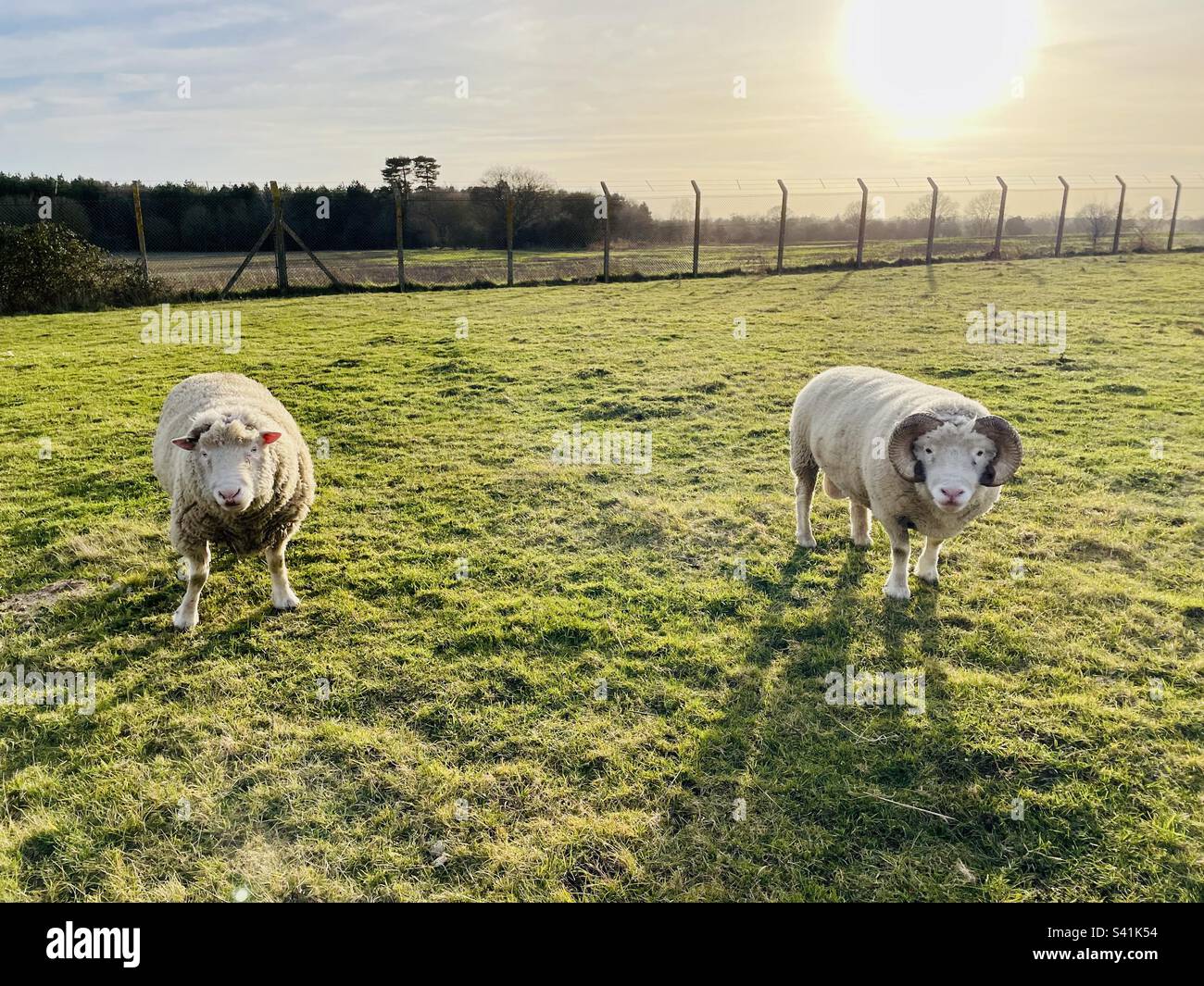 Hello sheep hi-res stock photography and images - Alamy