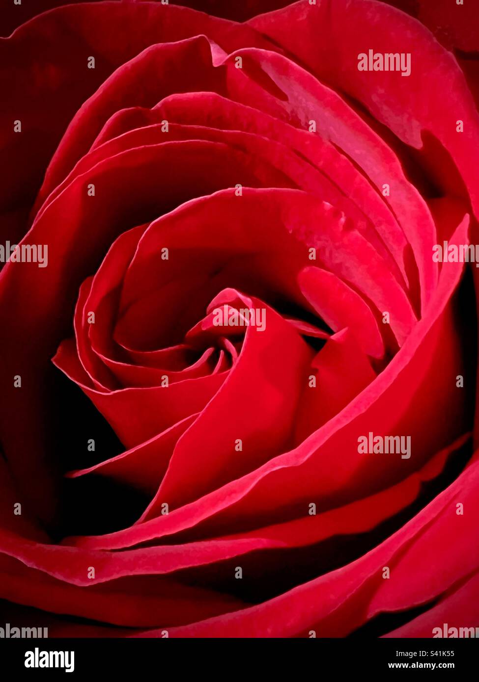 Close up view one red hi-res stock photography and images - Alamy