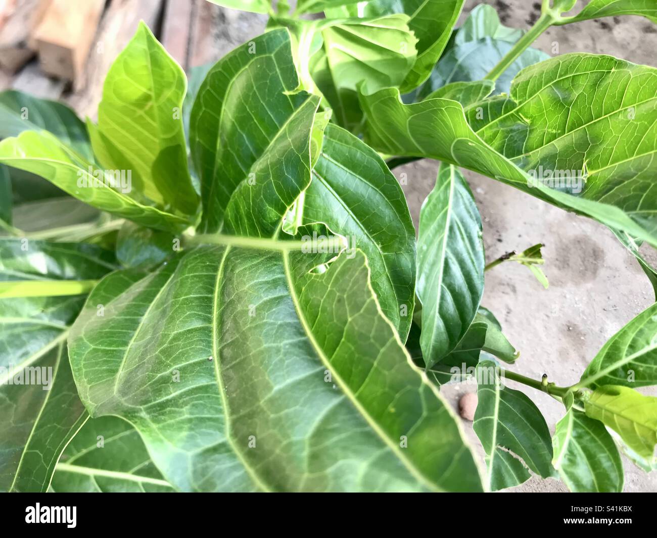Broken leaf hi-res stock photography and images - Alamy