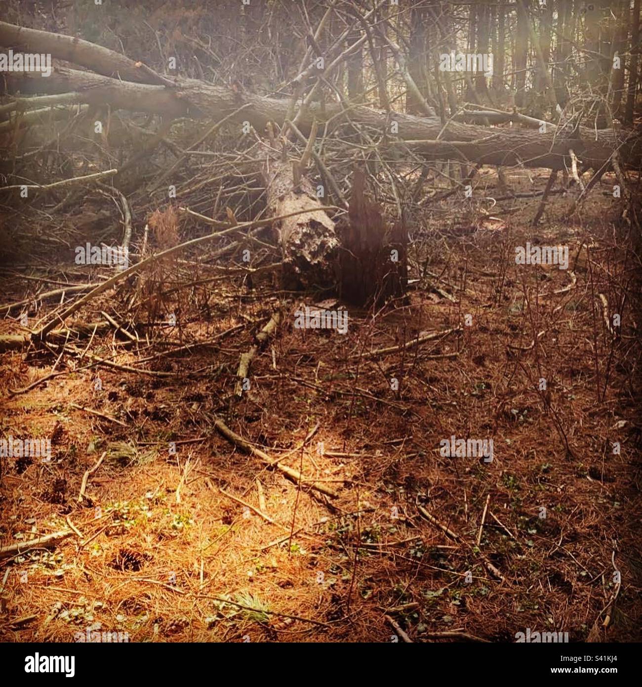 A fallen tree canopied by some pines. A faint rainbow made of dew ...