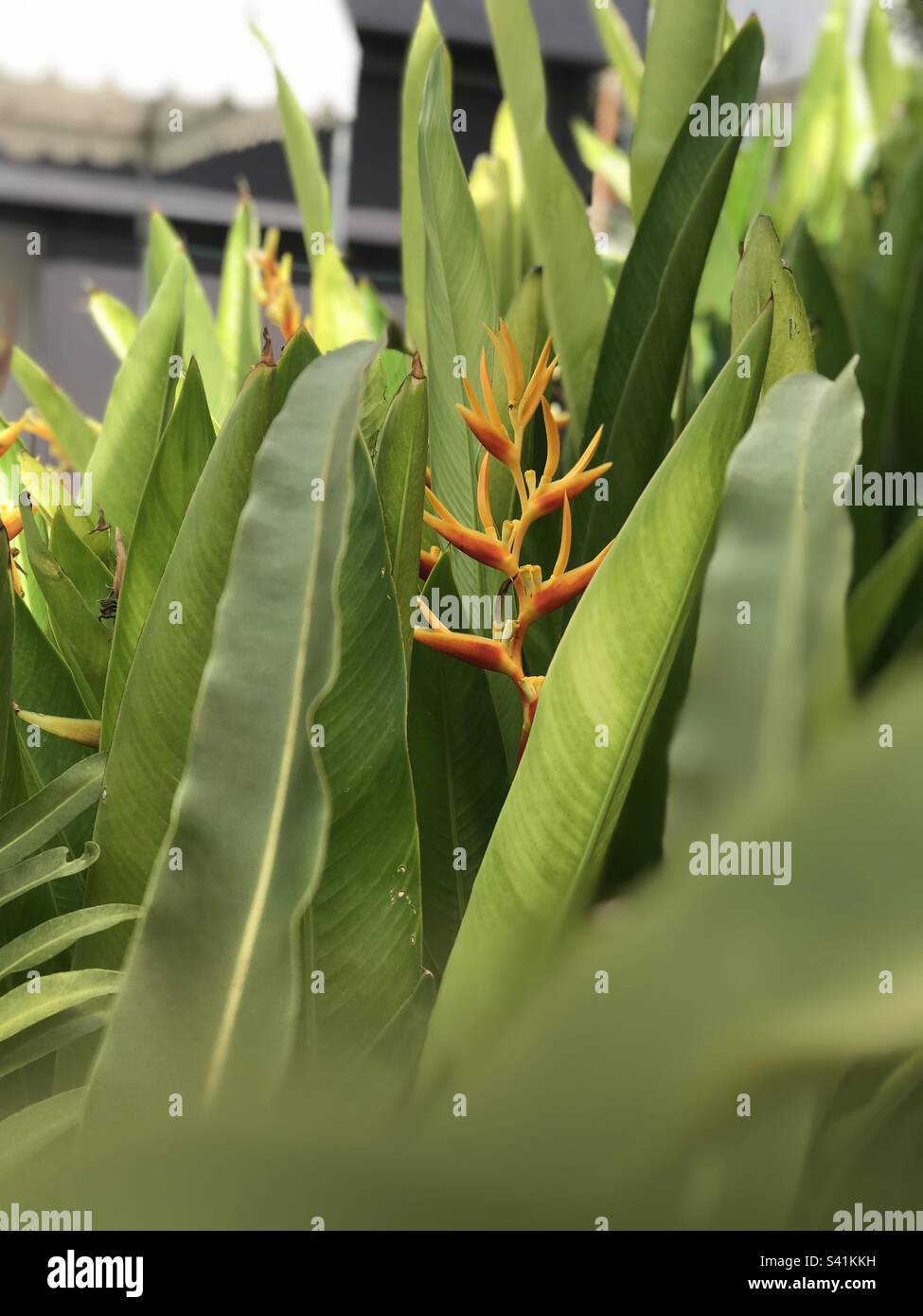 Plant of tropical asia hi-res stock photography and images - Alamy