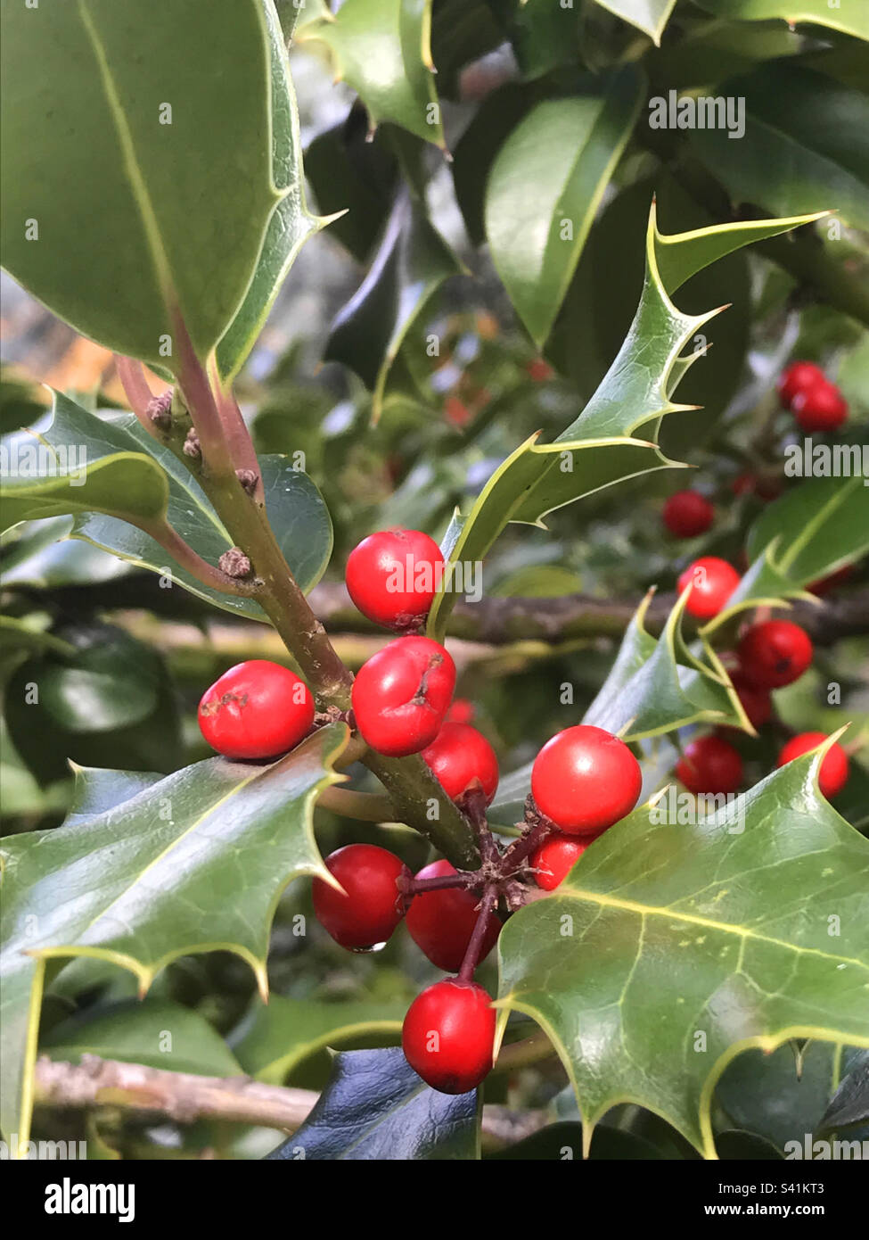 Holly leaves vertical hi-res stock photography and images - Alamy