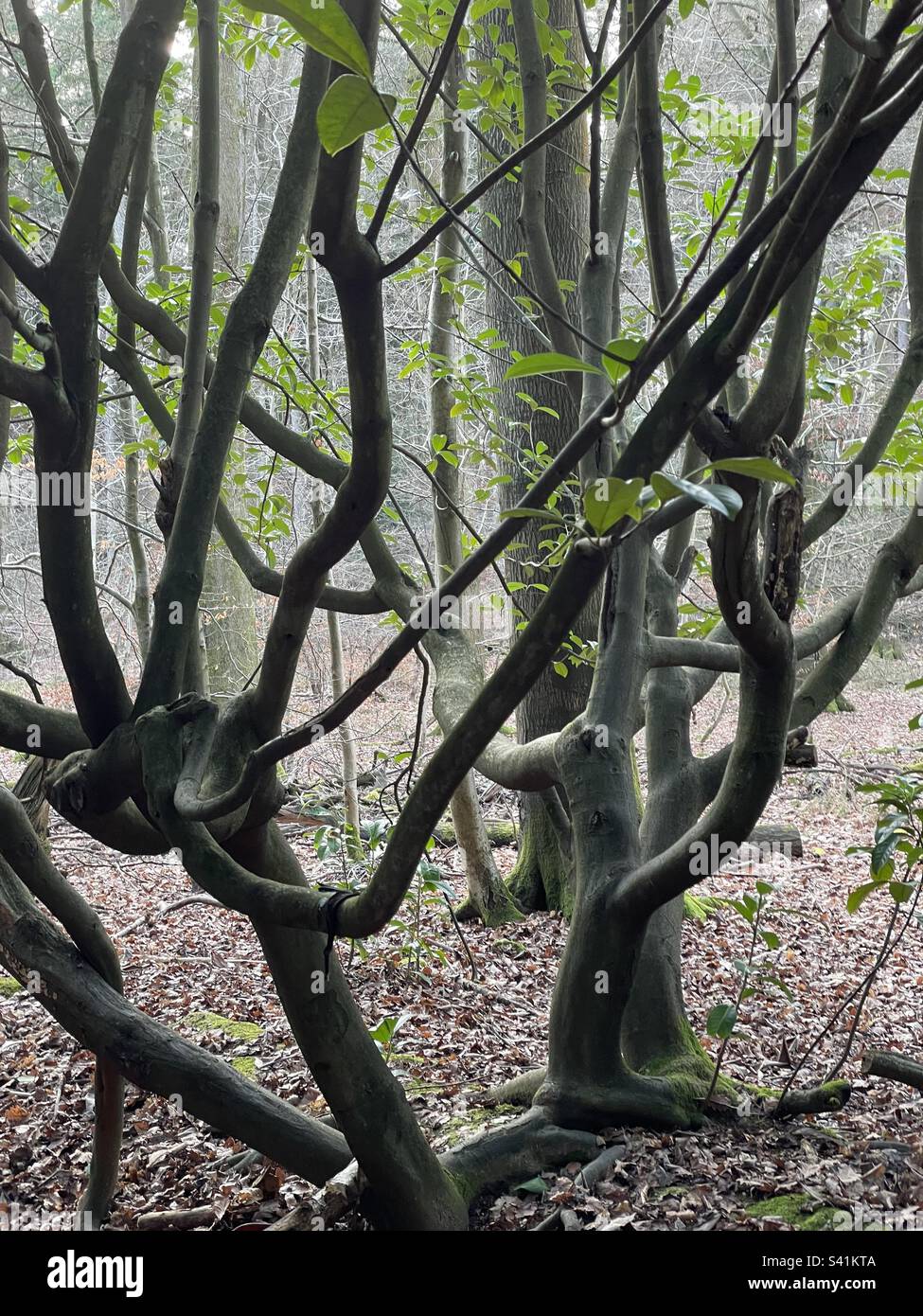 Gnarled tree trunks hi-res stock photography and images - Alamy