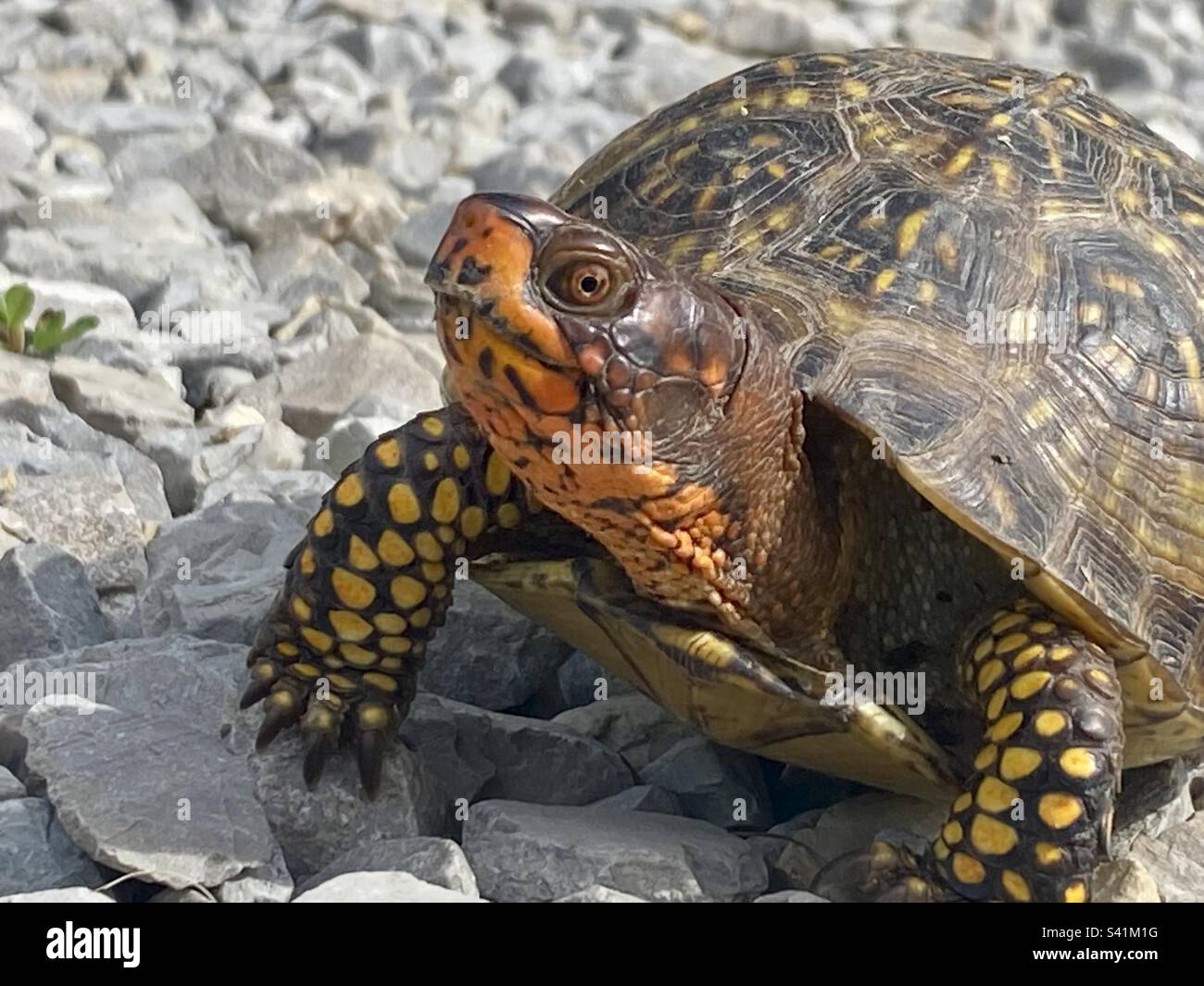 Baby Western Box Turtle