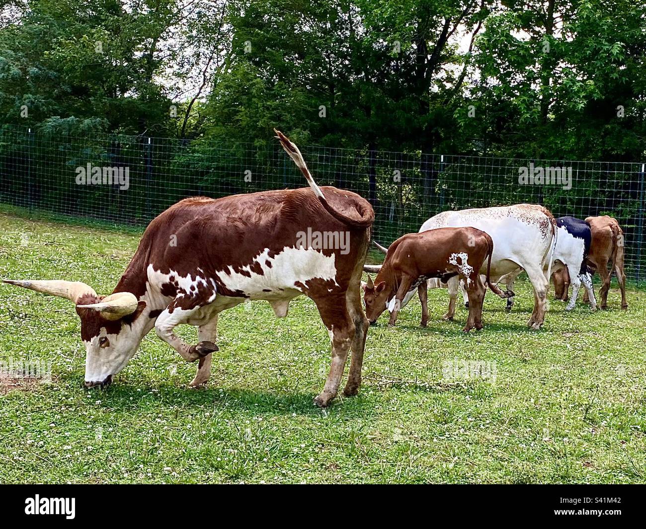 Grazing cattle hi-res stock photography and images - Alamy