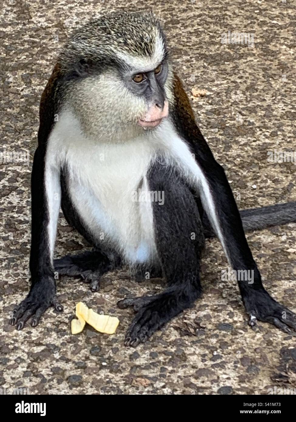 Cheeky monkey hi-res stock photography and images - Alamy