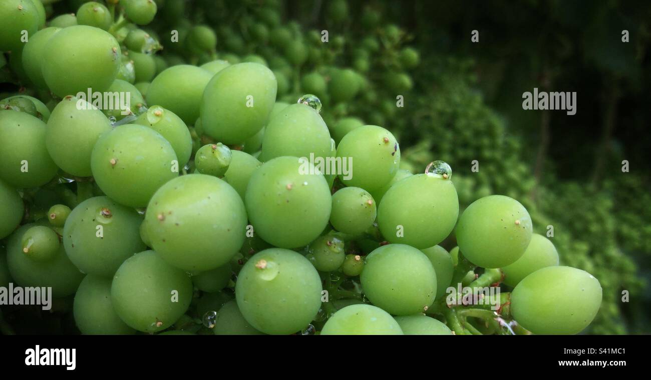 Grapes with raindrops hi-res stock photography and images - Alamy